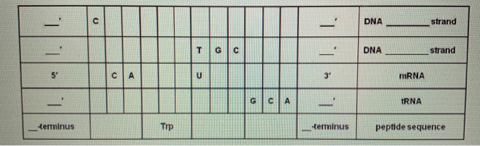 Solved Using a genetic code table, determine which of yhe | Chegg.com
