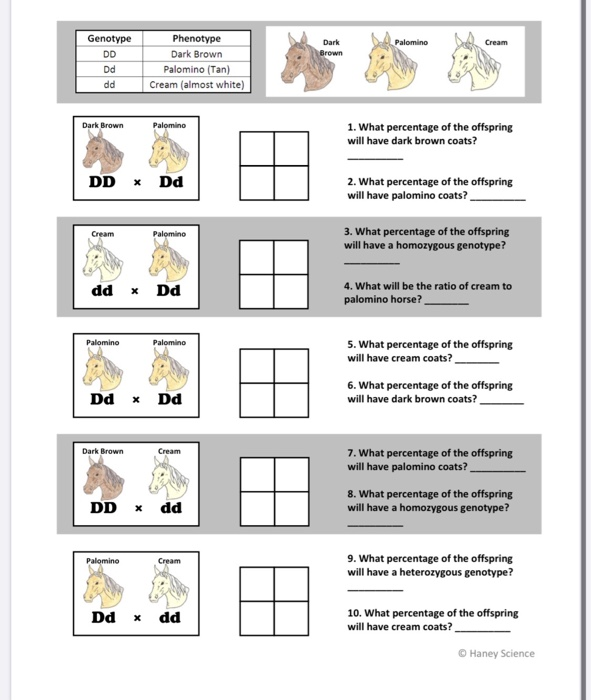 Solved Palomino Cream Dark Brown Genotype DD Dd dd Phenotype | Chegg.com