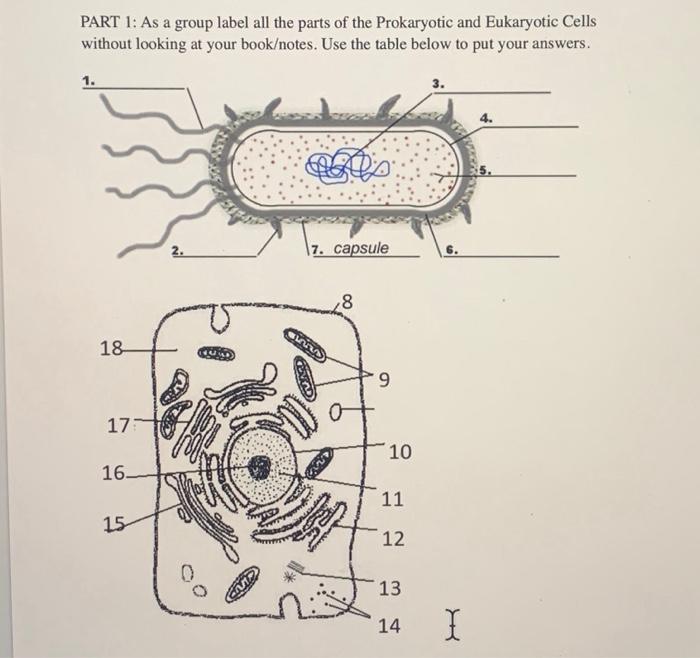 Solved Which is a prokaryotic cell, and which is a | Chegg.com