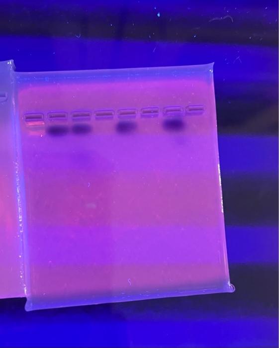 Solved i have a lab report about ptc tasting. How can i | Chegg.com