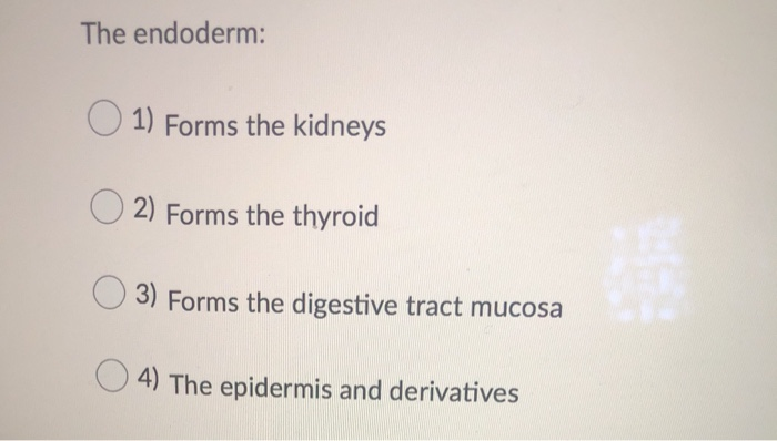 Solved The endoderm: 1) Forms the kidneys O2) Forms the | Chegg.com