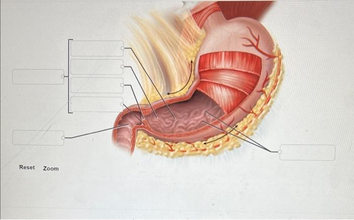 Solved Correctly label the following anatomical features of | Chegg.com Solved Correctly label the following anatomical features of | Chegg.com