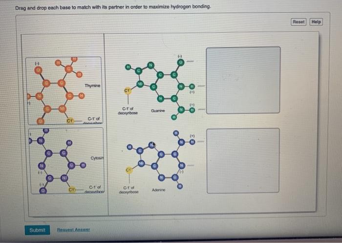 Solved Drag and drop each base to match with its partner in | Chegg.com