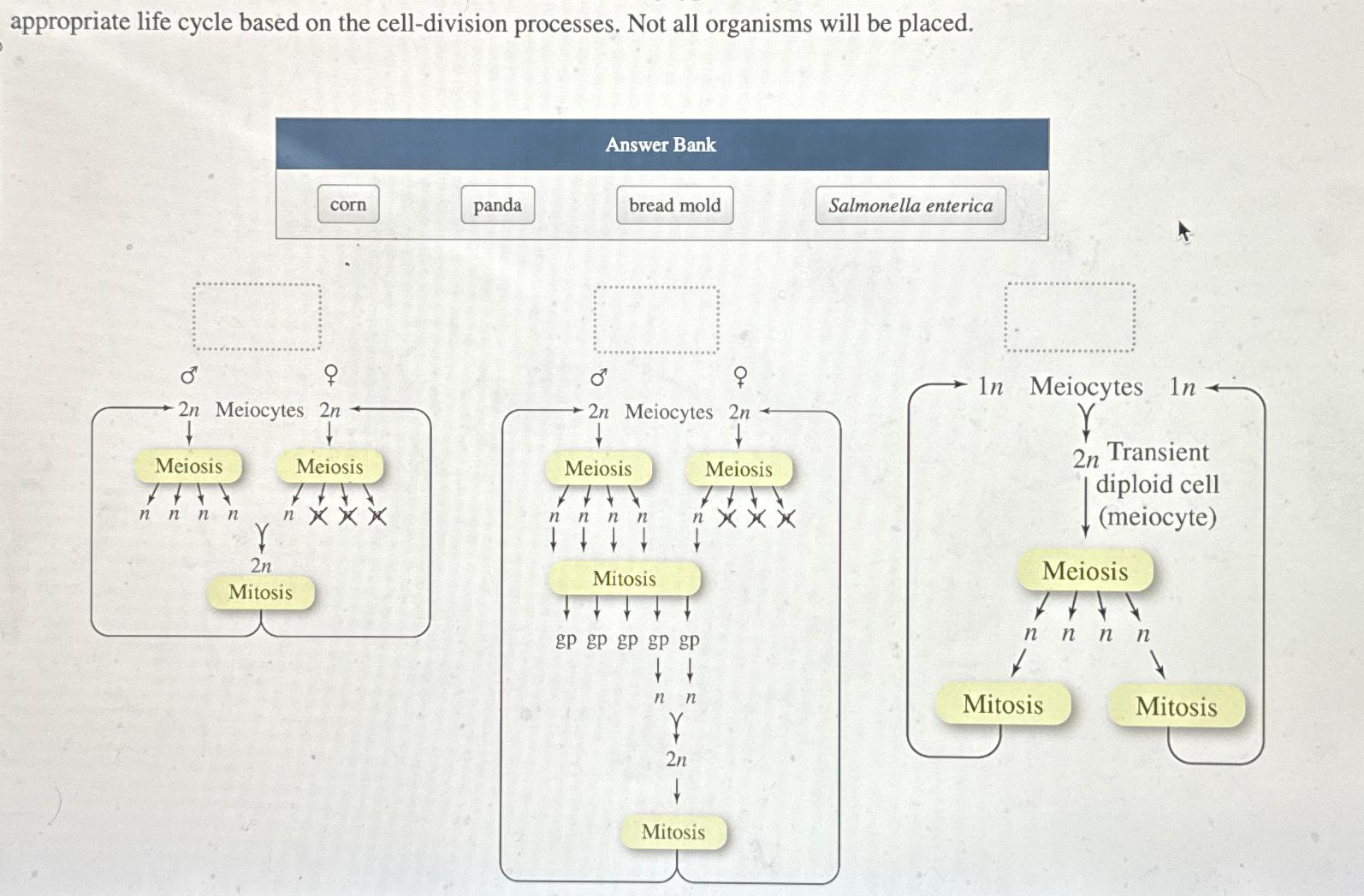 Solved appropriate life cycle based on the cell-division | Chegg.com