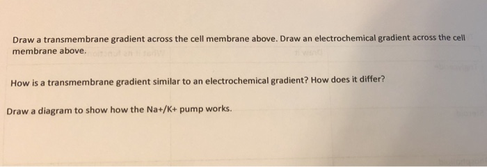 Draw a transmembrane gradient across the cell | Chegg.com