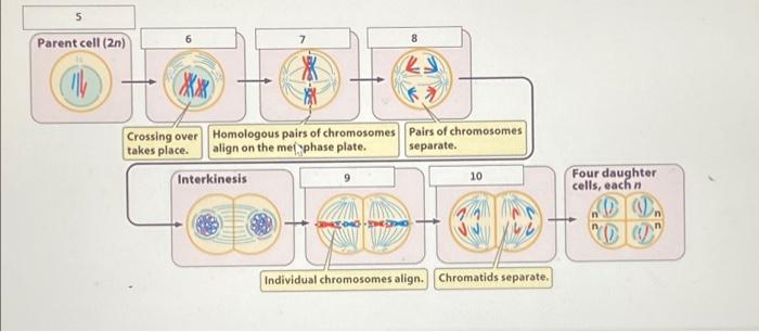 Solved 1 Parent cell (2n) Two daughter cells, each 2n XXX 2n | Chegg.com