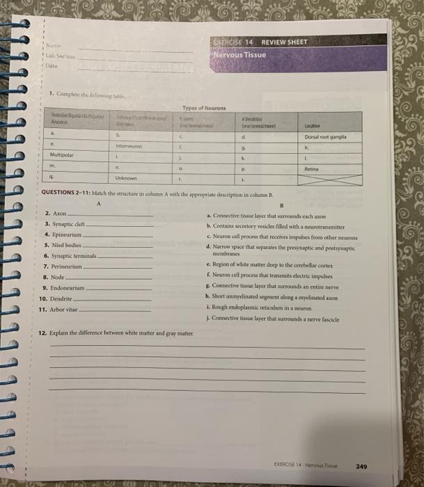 EXERCISE 14 REVIEW SHEET Nervous tissue 1. Complete | Chegg.com