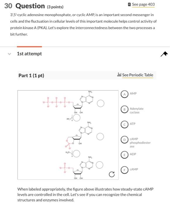 Solved 30 Question (3points) E See page 403 3',5'-cyclic | Chegg.com