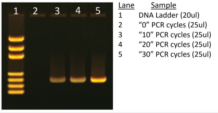 Solved Are the DNA bands from each PCR reaction the size you | Chegg.com