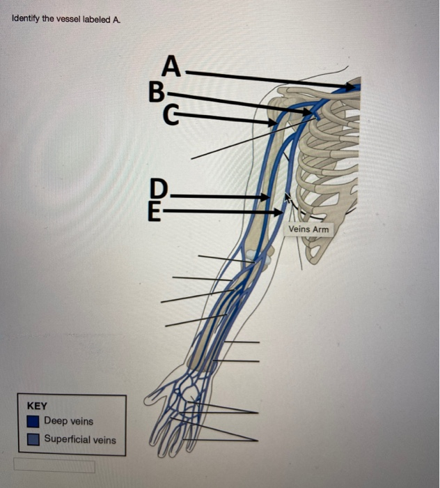 Solved Identify the vessel labeled A. A- B- G D. E Veins Arm | Chegg.com