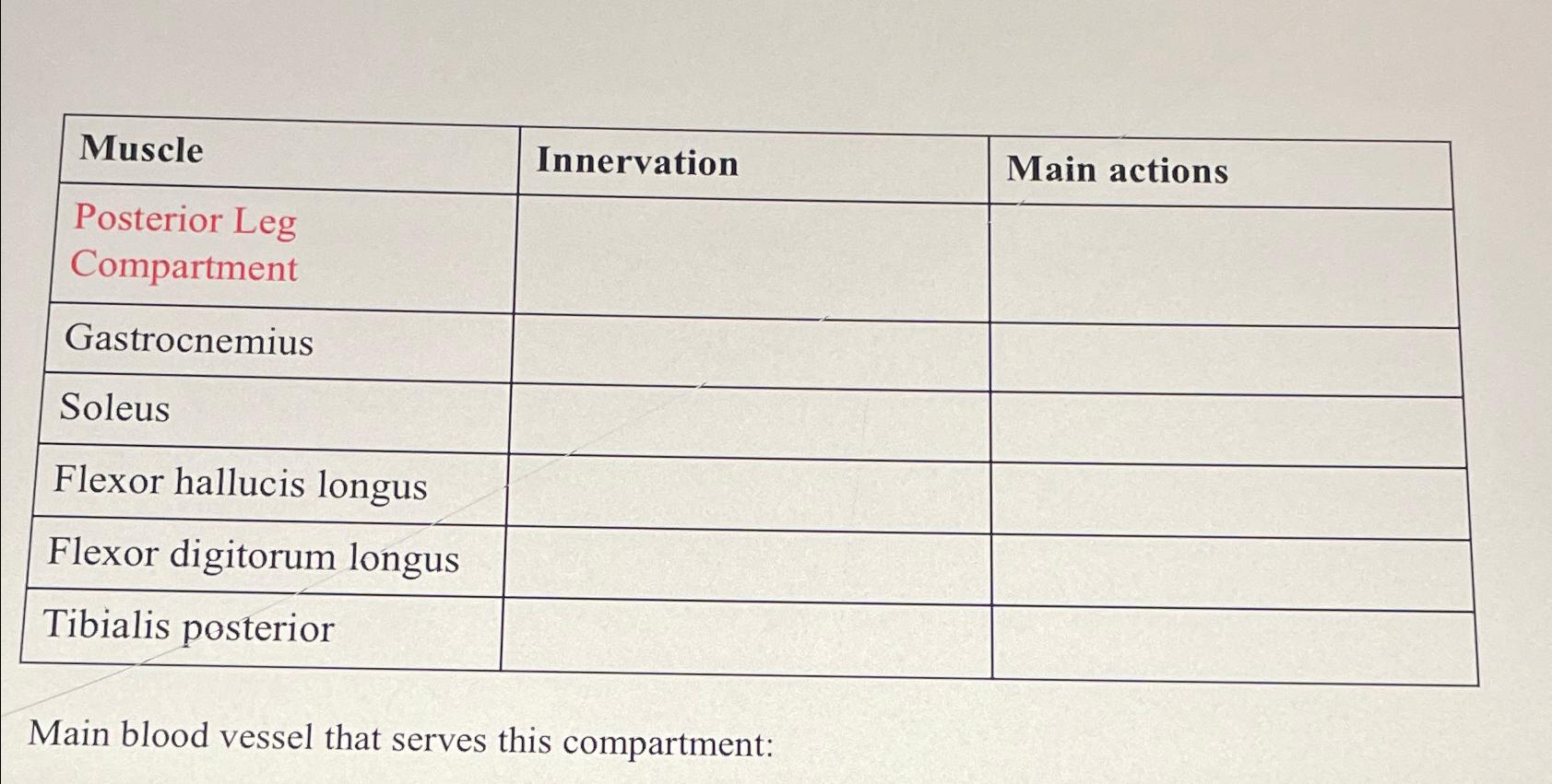 Solved \table[[Muscle,Innervation,Main | Chegg.com