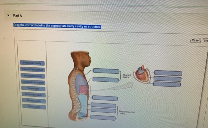 Solved Part A Drag the correct label to the appropriate body | Chegg.com