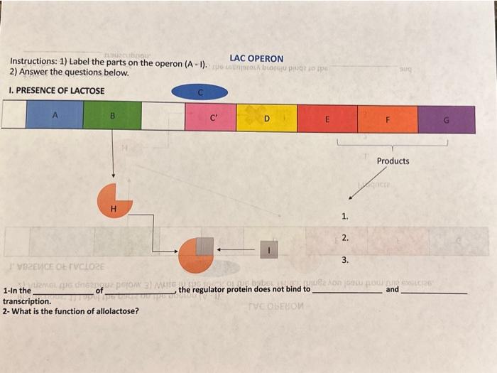 Solved Instructions: 1) Label the parts on the operon (A−1). | Chegg.com