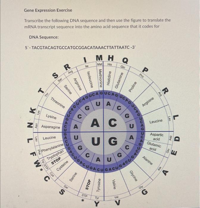 Solved Gene Expression Exercise Transcribe the following DNA | Chegg.com Solved Gene Expression Exercise Transcribe the following DNA | Chegg.com