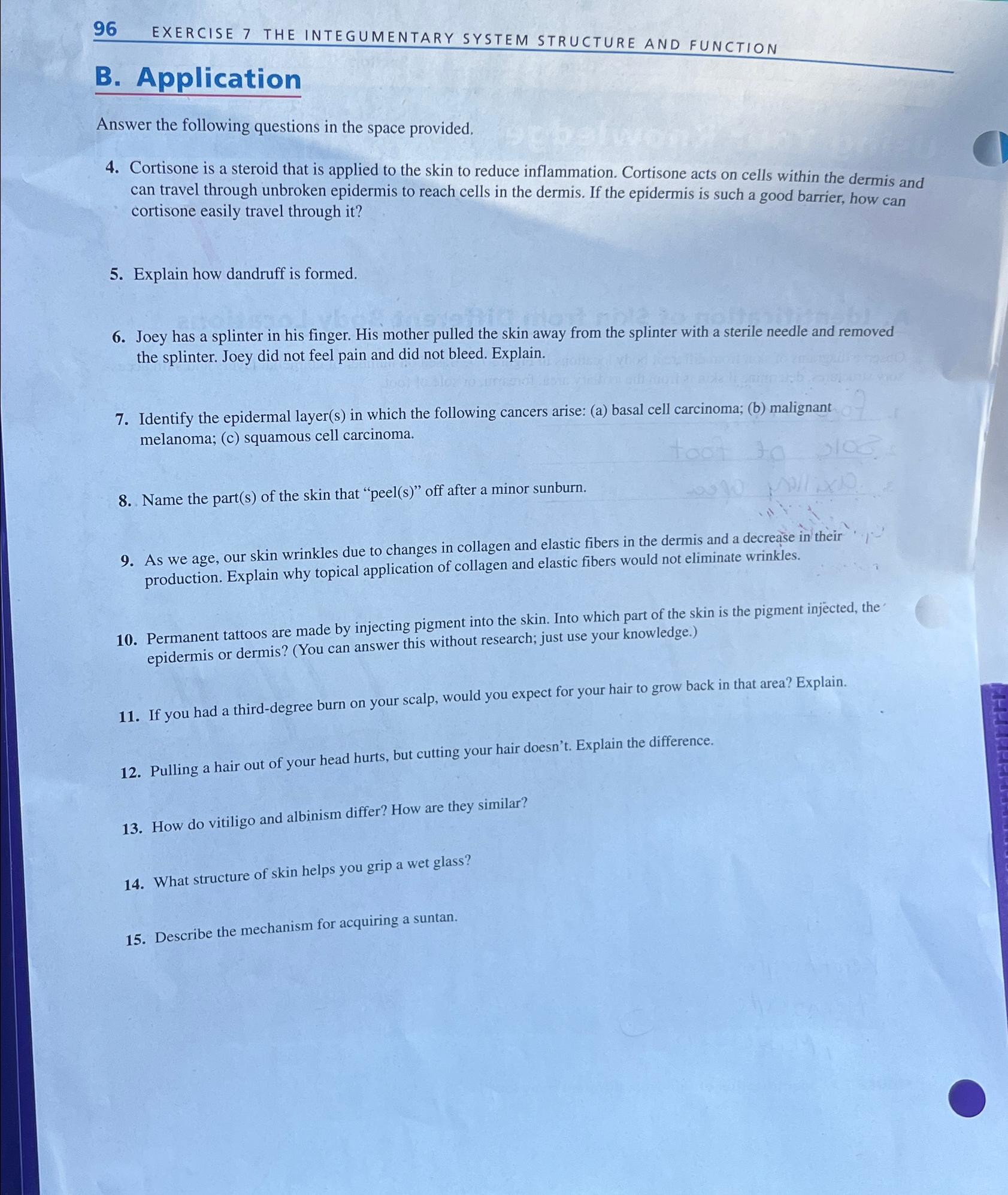 Solved 96EXERCISE 7 ﻿THE INTEGUMENTARY SYSTEM STRUCTURE AND | Chegg.com
