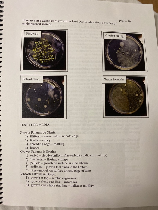 LAB 4 UBIQUITY OF MICROORGANISMS Lab - 4A Laboratory | Chegg.com