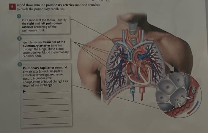 Solved B Blood flows into the pulmonary arteries and their | Chegg.com
