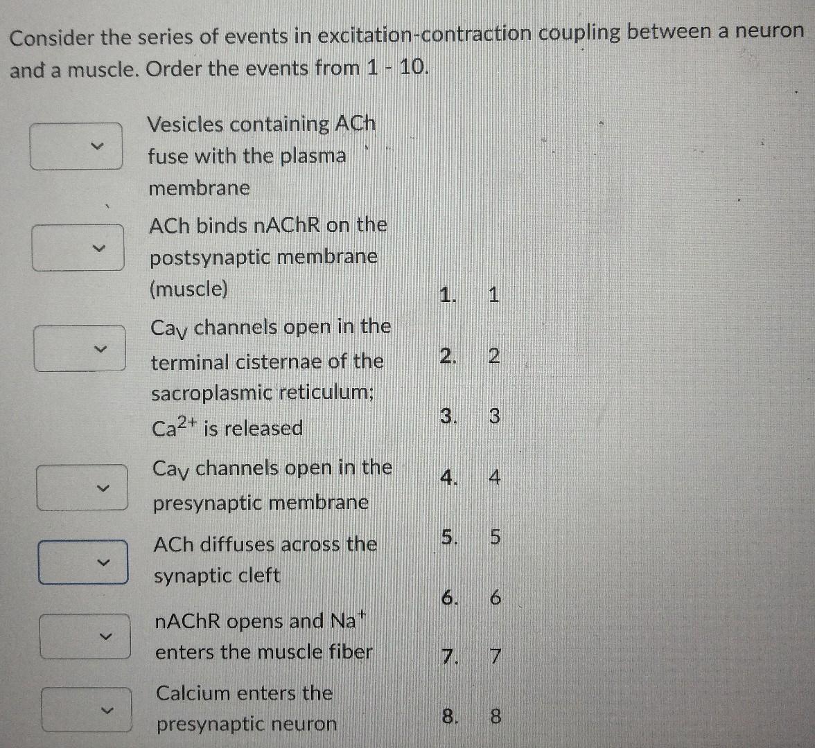 Solved 7Ca2+ binds troponin; myosin-actin cross-bridges form | Chegg.com