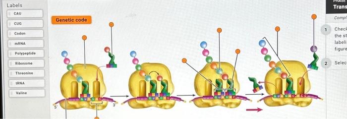 Solved Labels II cau 10 cus Polypeptide Ribosome Tareonine | Chegg.com