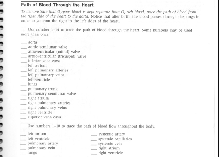 Solved Path of Blood Through the Heart To demonstrate that | Chegg.com