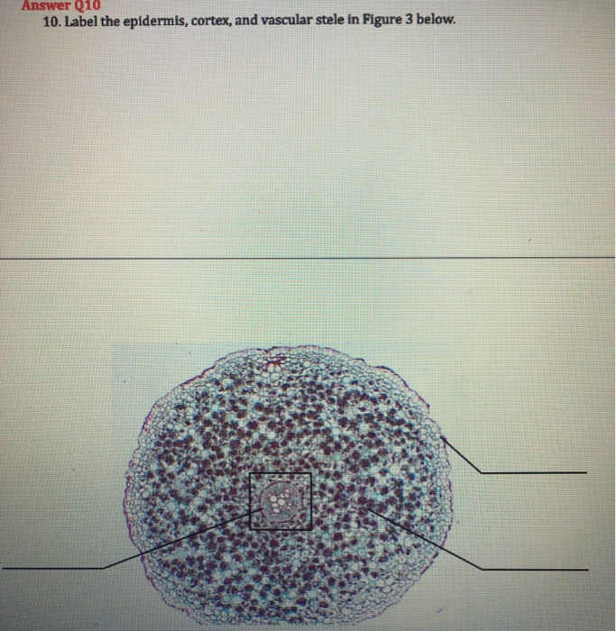 Solved 8. Label the root hairs, epidermis, cortex, and | Chegg.com
