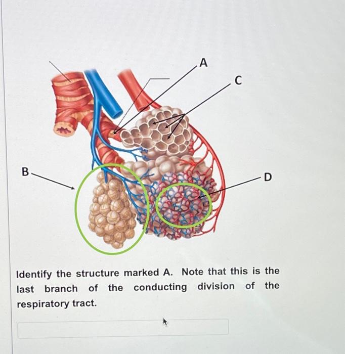 Solved A А. C B D Identify the structure marked A. Note that | Chegg.com