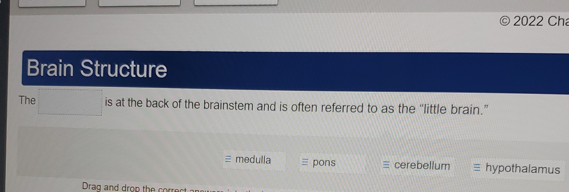 Solved Brain StructureThe ﻿is at the back of the brainstem | Chegg.com