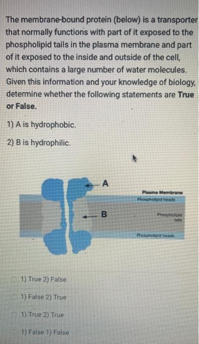 Solved The membrane-bound protein (below) is a transporter | Chegg.com
