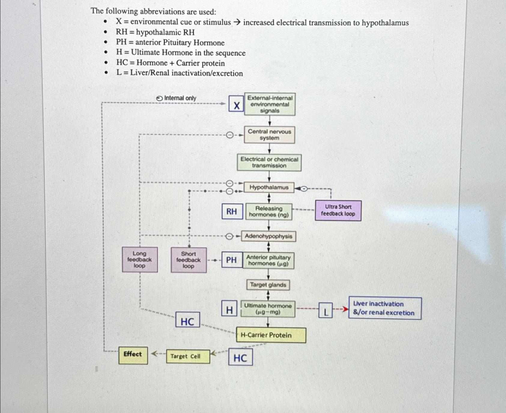 Solved Endocrinology: The diagram below is from Module 2. | Chegg.com