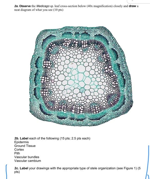 Solved 2a. Observe the Medicago sp. leaf cross-section below | Chegg.com