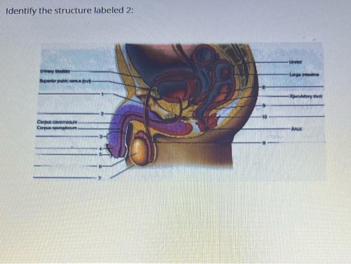 Solved Identify the structure labeled 2:Identify the | Chegg.com