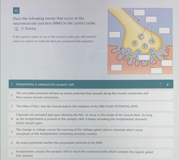 Solved Place the following events that occur at the | Chegg.com