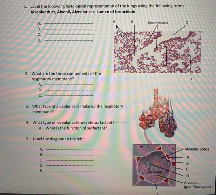 Solved 1. Label the following histological representation of | Chegg.com