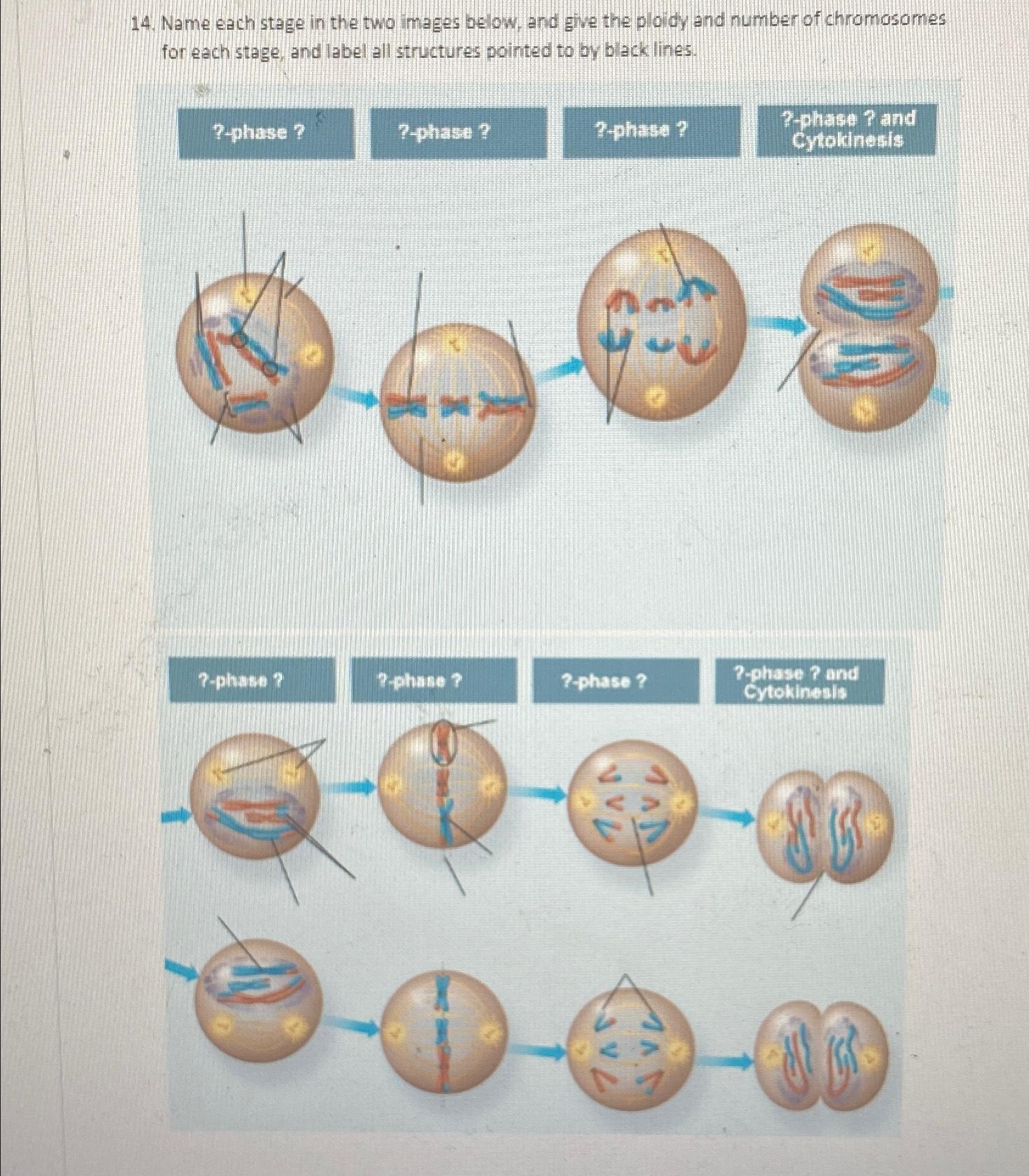 Solved Name each stage in the two images below, and give the | Chegg.com