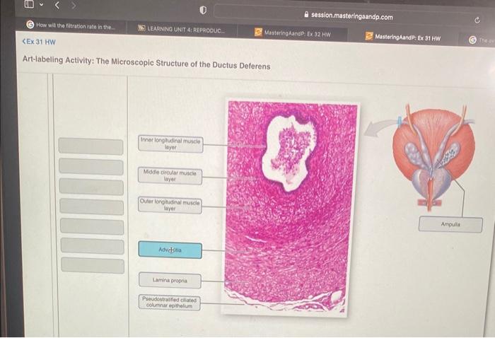 Art-labeling Activity: The Microscopic Structure of | Chegg.com