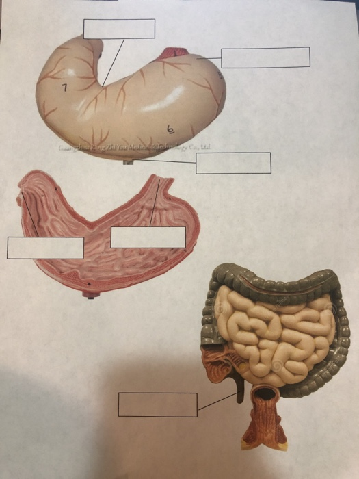 Word Bank Torso Model OAdrenal gland Aorta O Aortic | Chegg.com