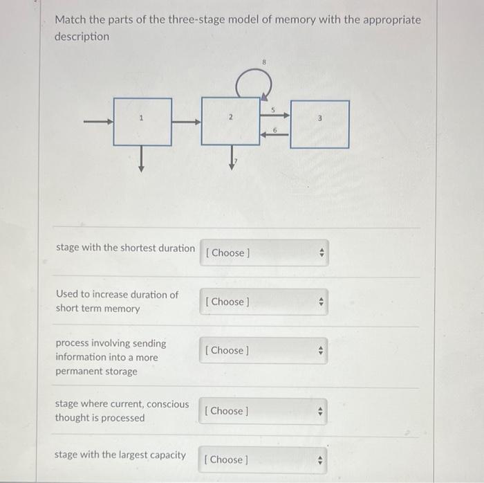 Solved Match the parts of the three-stage model of memory | Chegg.com