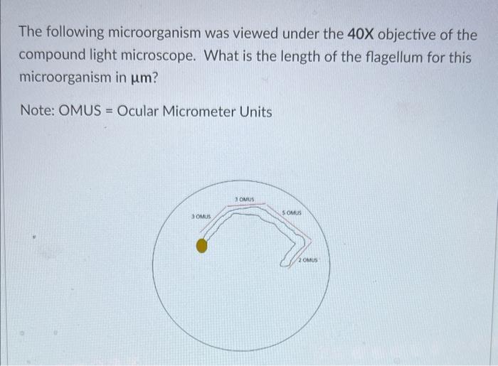 Solved The following microorganism was viewed under the 40X | Chegg.com