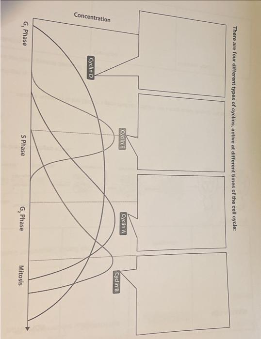 Solved There are four different types of cyclins, active at | Chegg.com