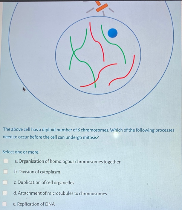 Solved The above cell has a diploid number of 6 chromosomes. | Chegg.com