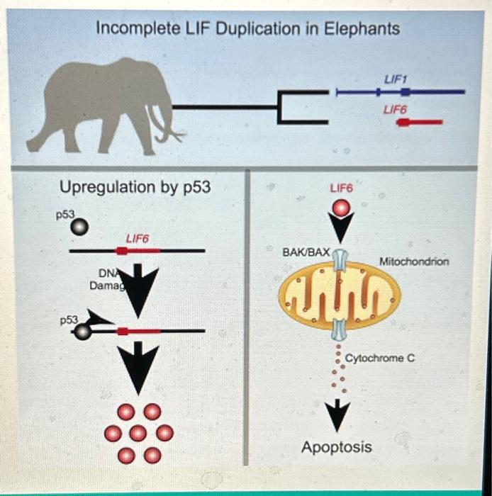 Solved Incomplete LIF Duplication in Elephants Upregulation | Chegg.com