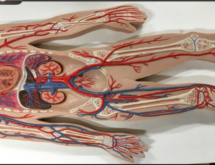 Solved please label all blood vessels | Chegg.com