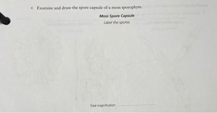 Solved C Examine and draw the spore capsule of a moss | Chegg.com
