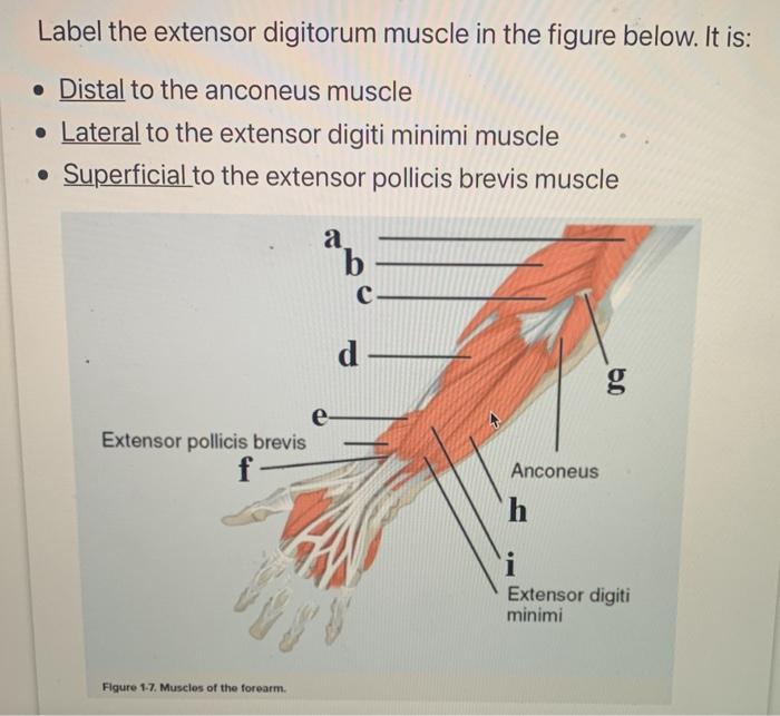Solved Label the extensor digitorum muscle in the figure | Chegg.com