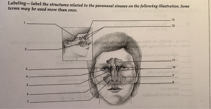 Solved Labeling-label the structures related to theparanasal | Chegg.com