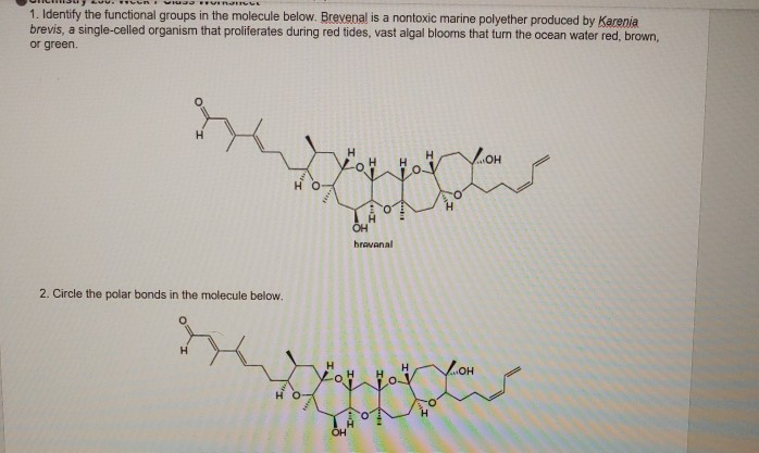 Solved 1. Identify the functional groups in the molecule | Chegg.com
