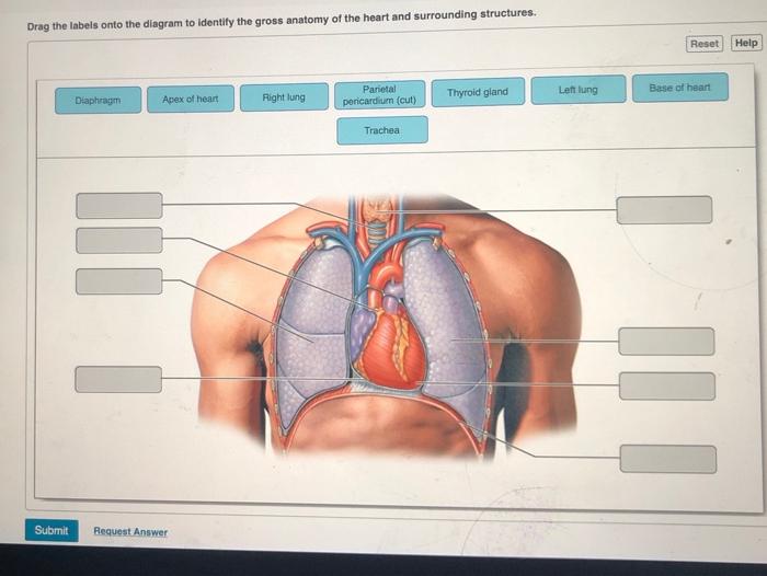 Solved Drag the labels onto the diagram to identify the | Chegg.com