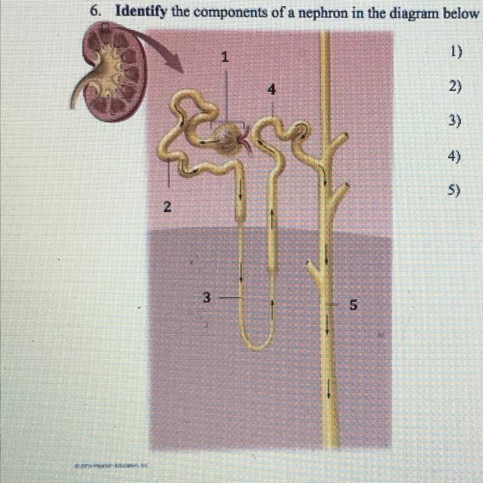 Solved 6. Identify the components of a nephron in the | Chegg.com