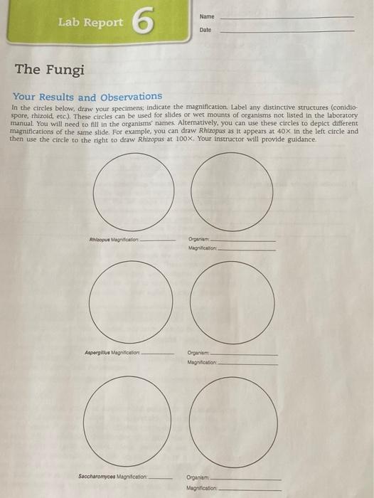 Solved Name Lab Report 6 Date The Fungi Your Results and | Chegg.com