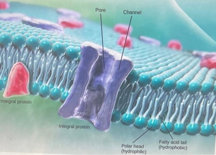 Solved Integral protein M Integral protein Pore Channel | Chegg.com